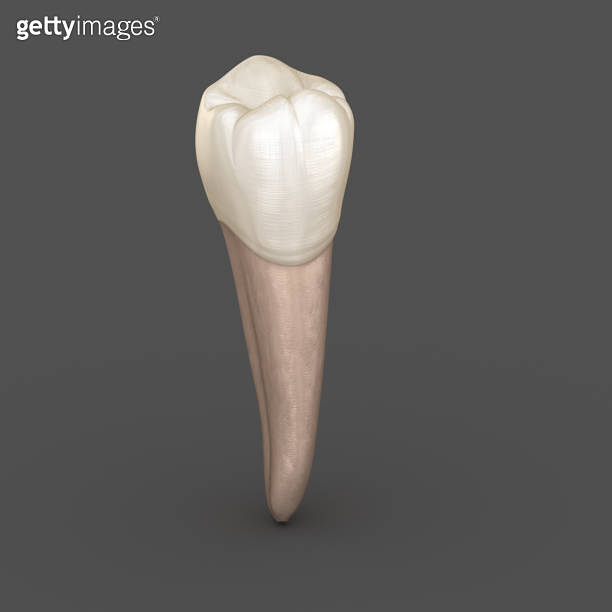Dental anatomy - Mandibular Second premolar tooth. Medically accurate ...