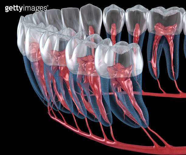 Dental root anatomy, Xray view. Medically accurate dental 3D ...