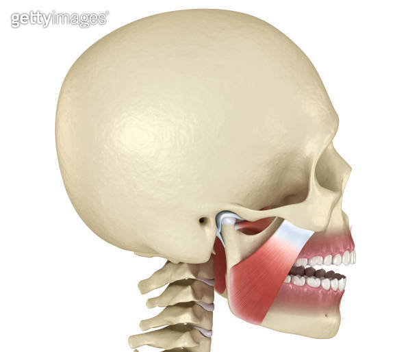 TMJ: The temporomandibular joints and muscles. Medically accurate 3D ...
