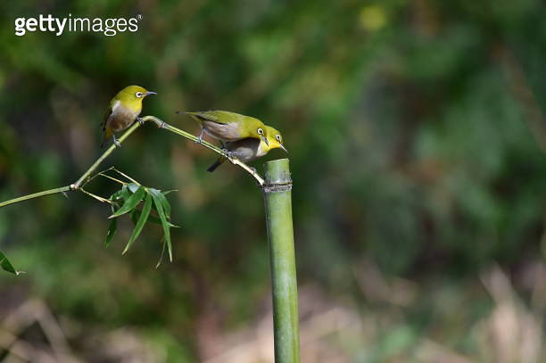 Chestnut-flanked white-eye, Zosterops erythropleurus Swinhoe 이미지 ...