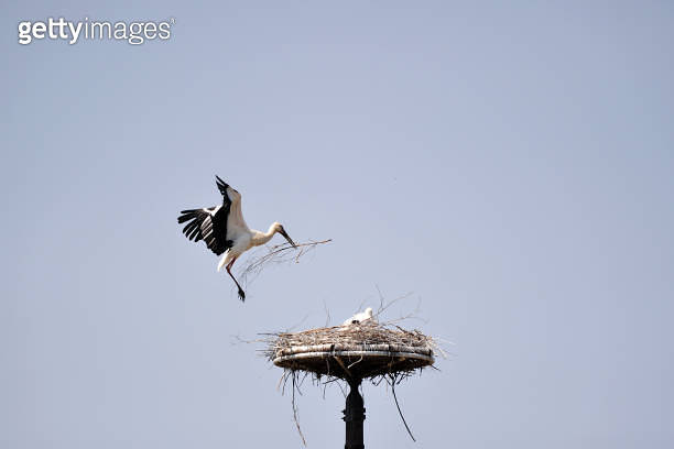 Stork in Gwangsi-myeon, Yesan-gun, South Korea. 이미지 (1218503387) - 게티이미지뱅크