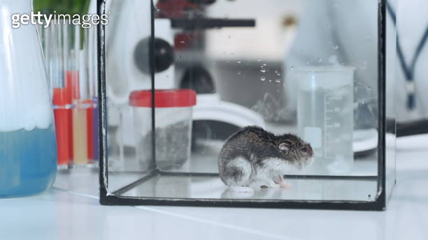 Close up of mouse in glass container after experiment in chemistry lab ...