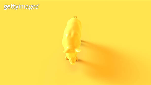 Yellow Pig Front View 이미지 (1202685653) - 게티이미지뱅크