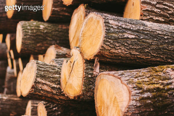 Processing of fresh timber material at wood production sawmill factory ...
