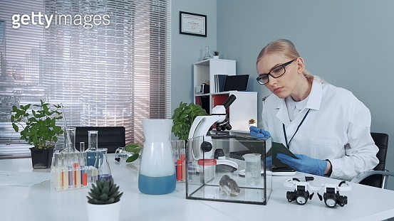 Chemistry lab: female scientist giving hamster organic material to eat ...
