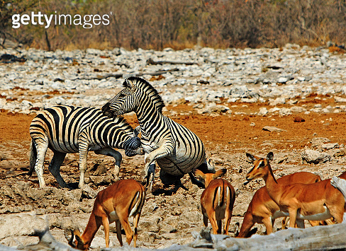 Two Common Zebra biting and kicking eachothre in Etosha National Park ...
