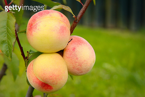 In summer yellow peaches hang and ripen on a tree branch in the garden ...