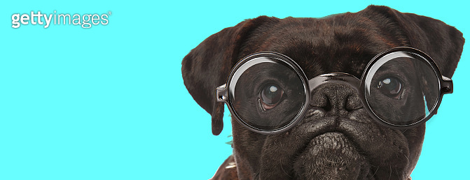 cute Boxer dog wearing eyeglasses and showing a grumpy face 이미지 ...