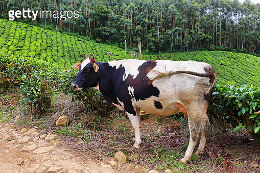 A Holstein cow in Kolukkumalai Tea plantations in Munnar, Kerala, India ...