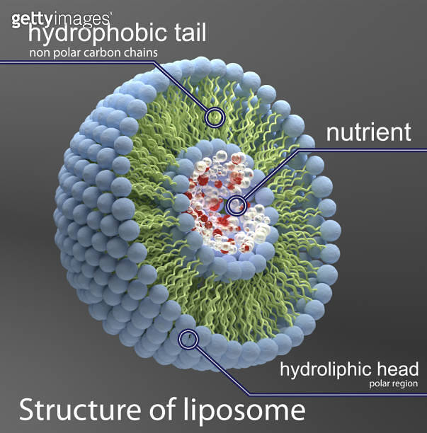 Structure of liposome, phospholipid, micelle, 3d render illustration ...
