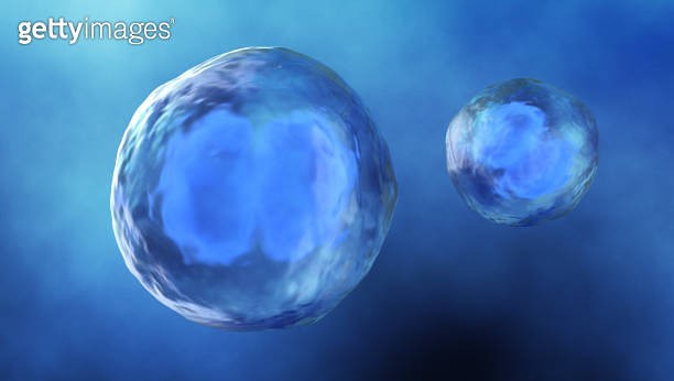 Two-cell embryo, Mitosis Stage (1251060960) - 게티이미지뱅크