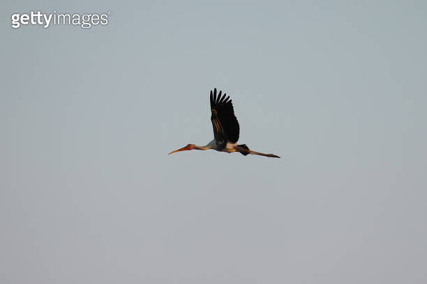 side view of male painted stork flying in the sky, close up of bird ...