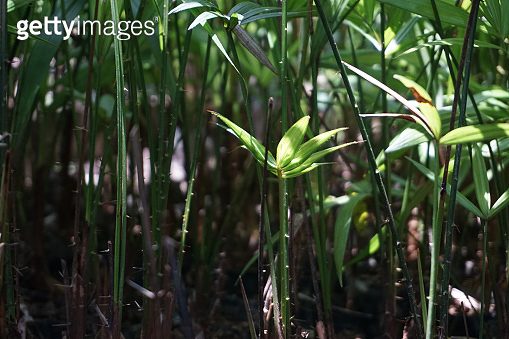 seedling of Daemonorops / dragon's blood rattan species (1218772017 ...