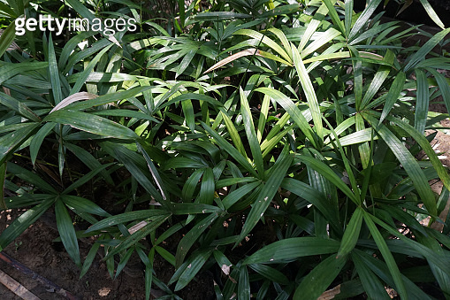 seedling of Daemonorops / dragon's blood rattan species (1218771993 ...