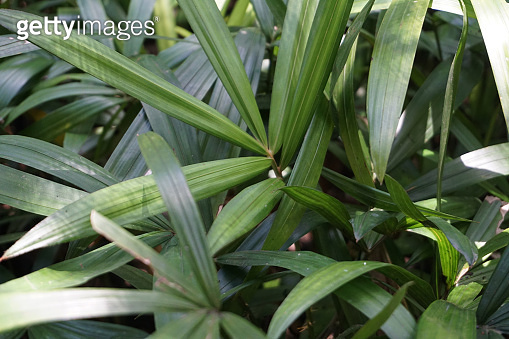 seedling of Daemonorops / dragon's blood rattan species (1218771937 ...