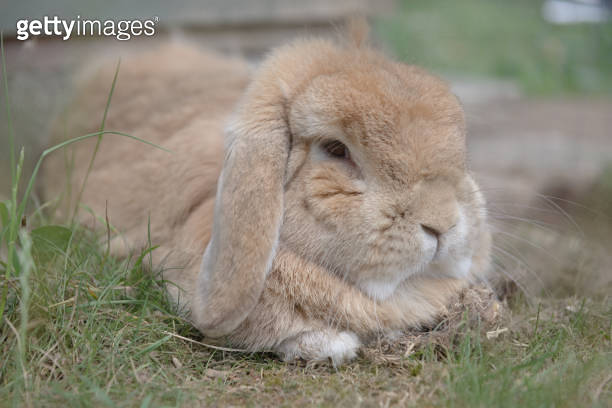 Sandy netherlands dwarf lop rabbit lies among scrub grass, looking ...