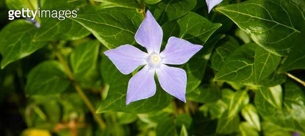 pear flowers bees and margerites in green and flower garden fiori di ...