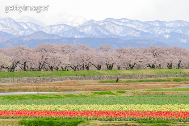 cherry blossom trees or sakura with the Japanese Alps mountain range in ...