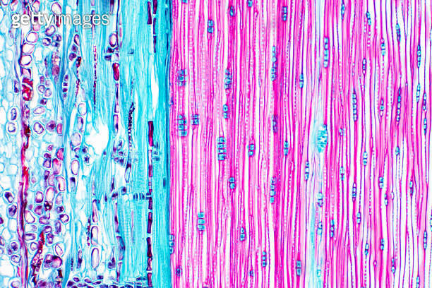 Histological structure of pine stem vascular bundle under the ...