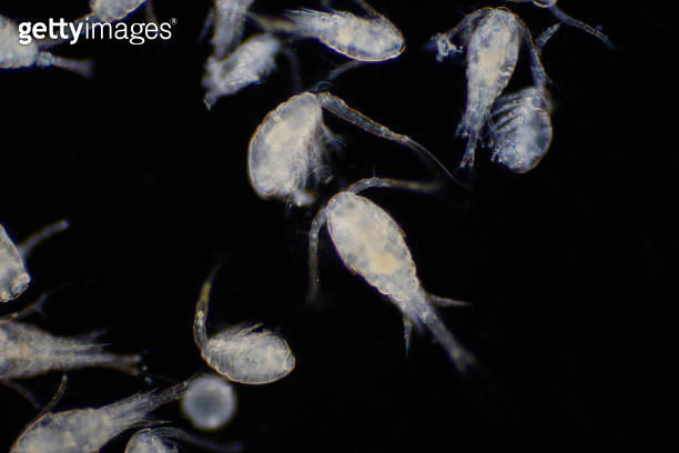 Copepod (Zooplankton) are a group of small crustaceans found in the ...