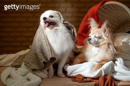little two lap dogs messy playing fold cloths basket on wooden laundry ...