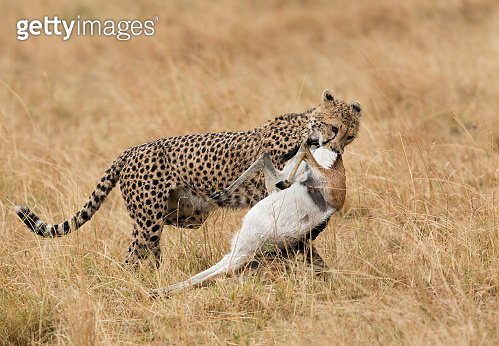 Cheetah is a big cat also know as the hunting leopard (1268287361) - 게티 ...