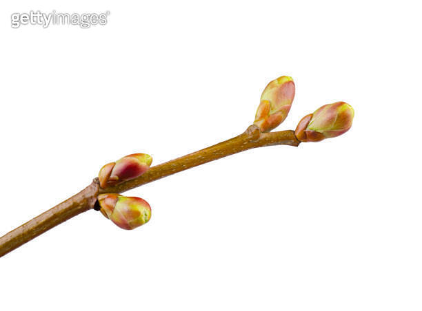 Spring budding isolated. Close up of tree branch with sprout on white ...