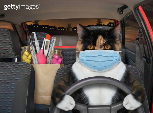 Cat in mask carries medicines in car 이미지 (1260258420) - 게티이미지뱅크