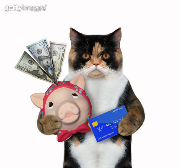 Cat with piggy bank and credit card 이미지 (1218923590) - 게티이미지뱅크