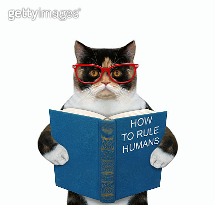 Cat holding open blue book 2 이미지 (1265278351) - 게티이미지뱅크