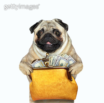 Pug holds purse with dollars 2 이미지 (1256453585) - 게티이미지뱅크