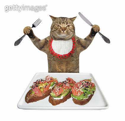Cat eats open sandwiches 이미지 (1226615865) - 게티이미지뱅크