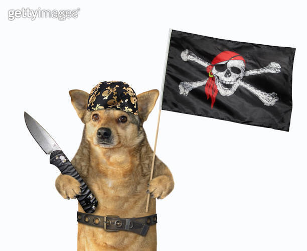 Dog holding knife and pirate flag 이미지 (1286209534) - 게티이미지뱅크