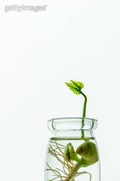 Germinated beans. Fresh buds. Green leaf plant in vase 이미지 (1225177877 ...