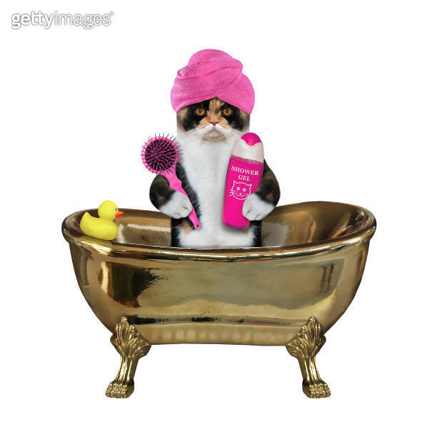 Cat in turban sits in gold bath 이미지 (1226724759) - 게티이미지뱅크