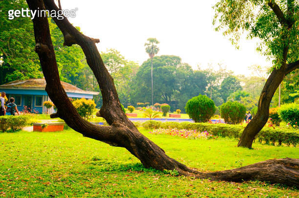 Soil creep fallen tree with sharp curves in tree trunk lying on ground ...