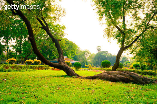 Soil creep fallen tree with sharp curves in tree trunk lying on ground ...