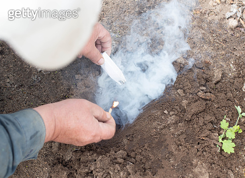 Expelling or smoking a mole from a summer cottage with a smoke bomb ...