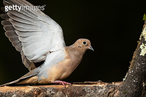 Profile of a Mourning Dove Perched with Wings Outstretched 이미지 ...