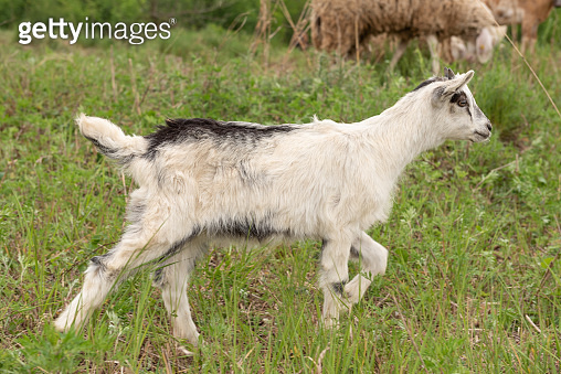 Front view of a baby goat facing the camera while grazing. (1264532129 ...