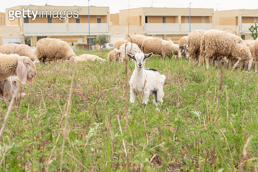 Front view of a baby goat facing the camera while grazing. (1264532117 ...