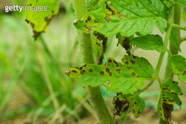 Septoria of tomatoes. Tomato leaves affected by Septoria lycopersici ...