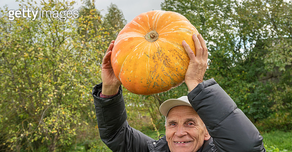male farmer raises above his head large pumpkin 이미지 (1223597173) - 게티이미지뱅크