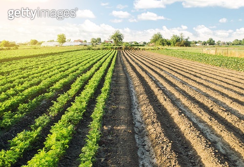 Half of field is planted with a carrot plantation and second part is ...