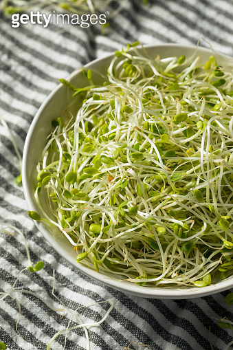 Raw Green Organic Clover Sprouts MIcrogreens 이미지 (1202365531) - 게티이미지뱅크