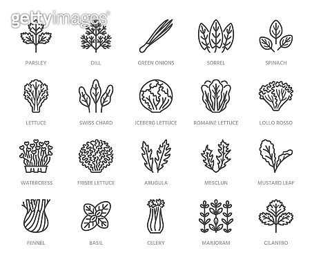 Green vegetables flat line icons set. Lettuce, spinach, cress salad ...