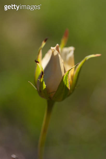 Closed Yellow Rose Bud symbol for New Beginnings, friendship and Joy ...