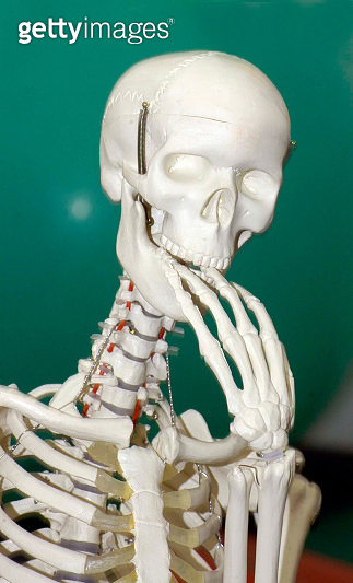 human skeleton, the internal framework of the human body (1293017779 ...