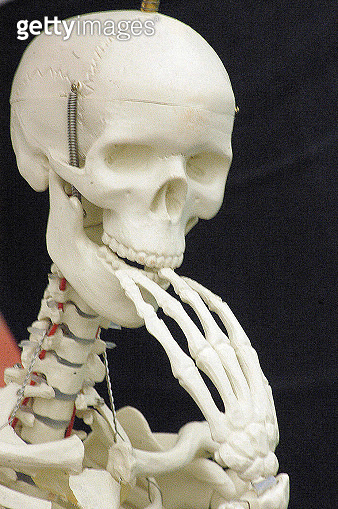 human skeleton, the internal framework of the human body (1293017782 ...