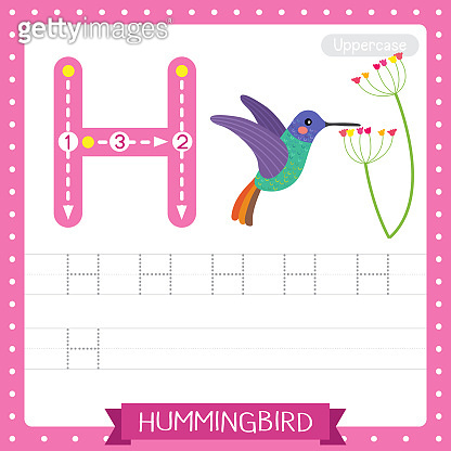 Letter H uppercase tracing practice worksheet. Golden tailed sapphire ...